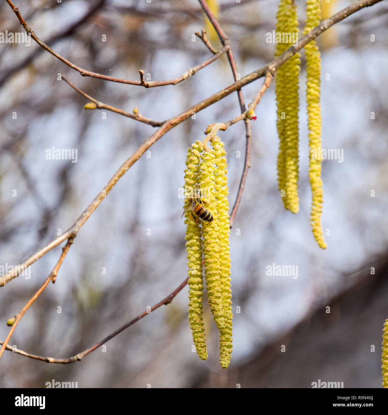 Pollination by bees earrings hazelnut. Flowering hazel hazelnut. Hazel ...