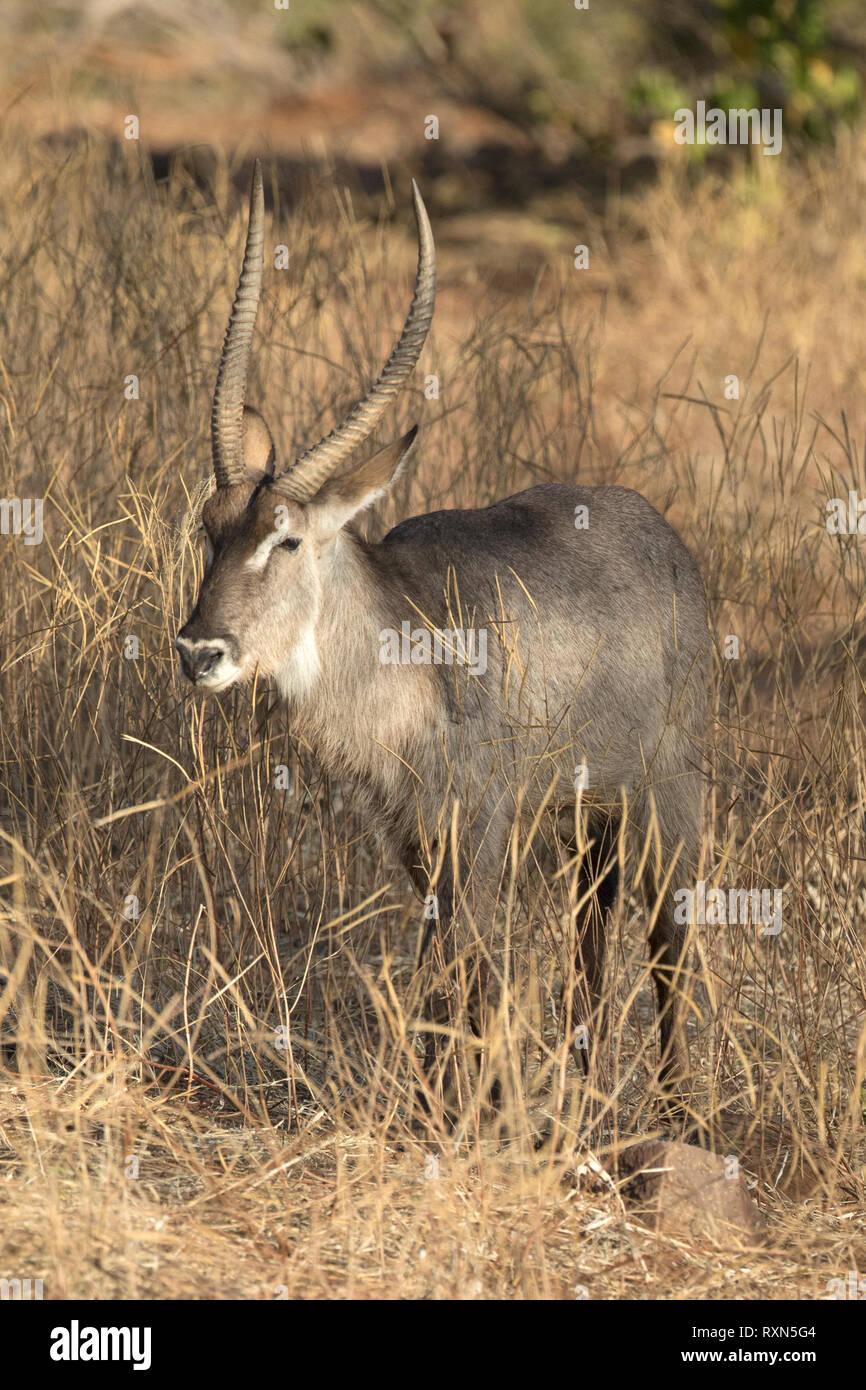 A male waterbuck on the Chobe Rivers Shore Stock Photo - Alamy
