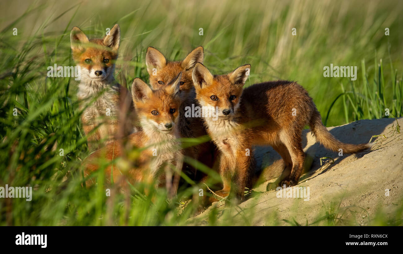 Red fox small young cubs near den curiously staring to camera Stock ...