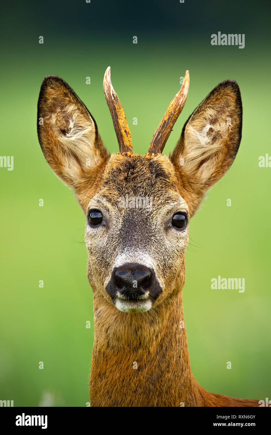Deer head hi-res stock photography and images - Alamy