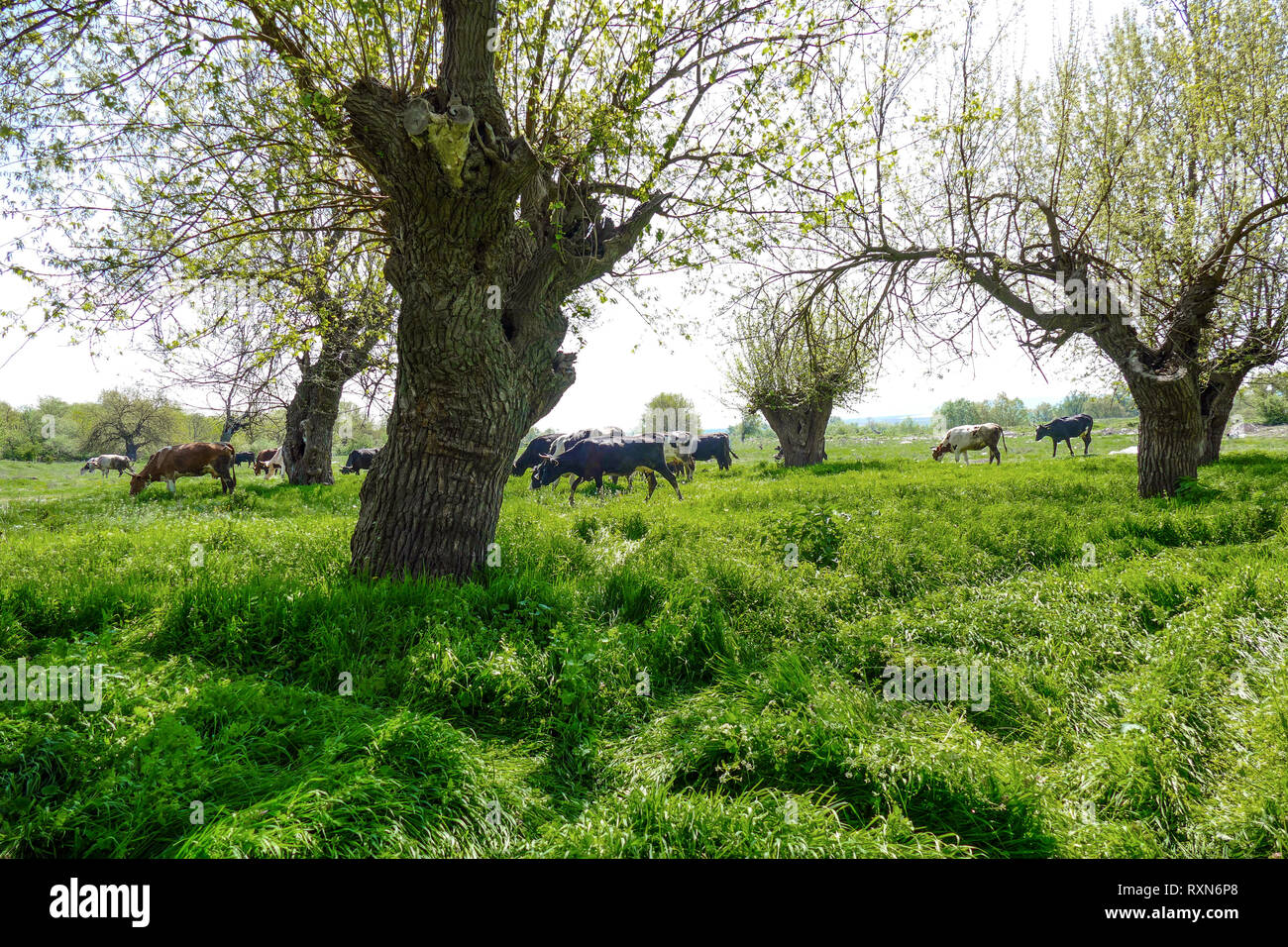 Cows graze grass along mulberry trees. It is spring. Fresh grass and ...