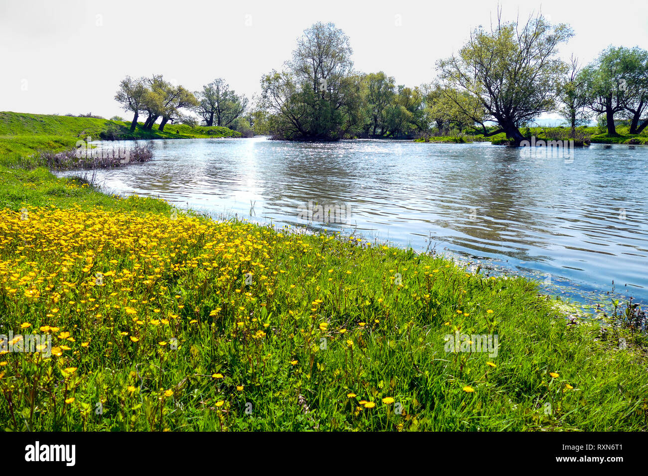 River with lush spring waters. Sunny Spring Day. Resting place on the ...