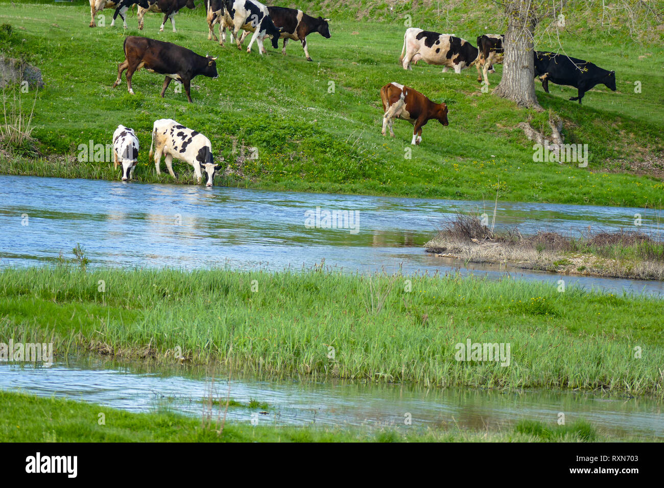 Cows are drinking water from the river. It's spring. Fresh grass and ...