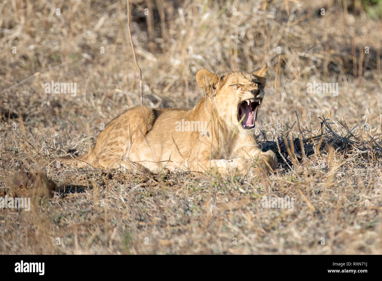 Zambia portrait lion cubs playing hi-res stock photography and images ...