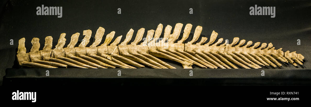 Mosasaurus lemonnieri hi-res stock photography and images - Alamy