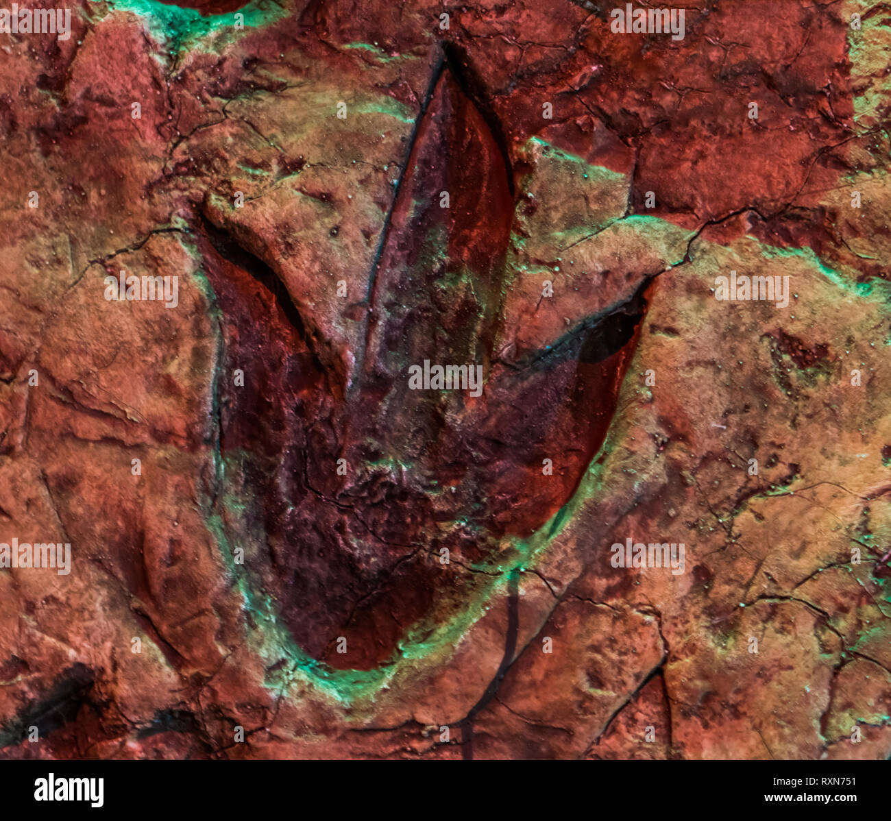 theropod footprint, fossil of a dinosaur track, animals that lived in ...