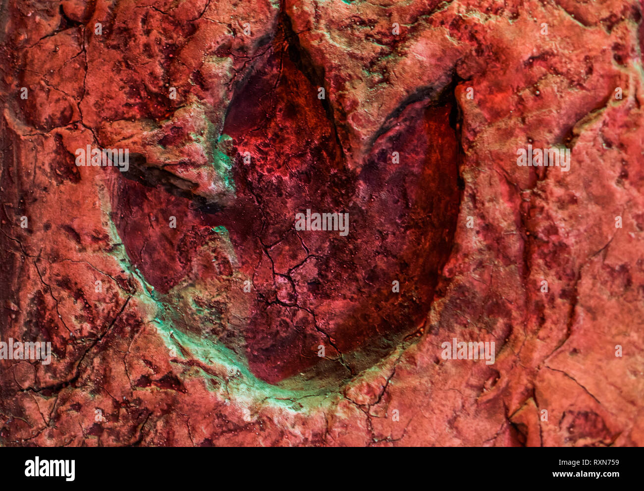 ornithopod footprint, fossil of a dinosaur track, animals that lived in ...