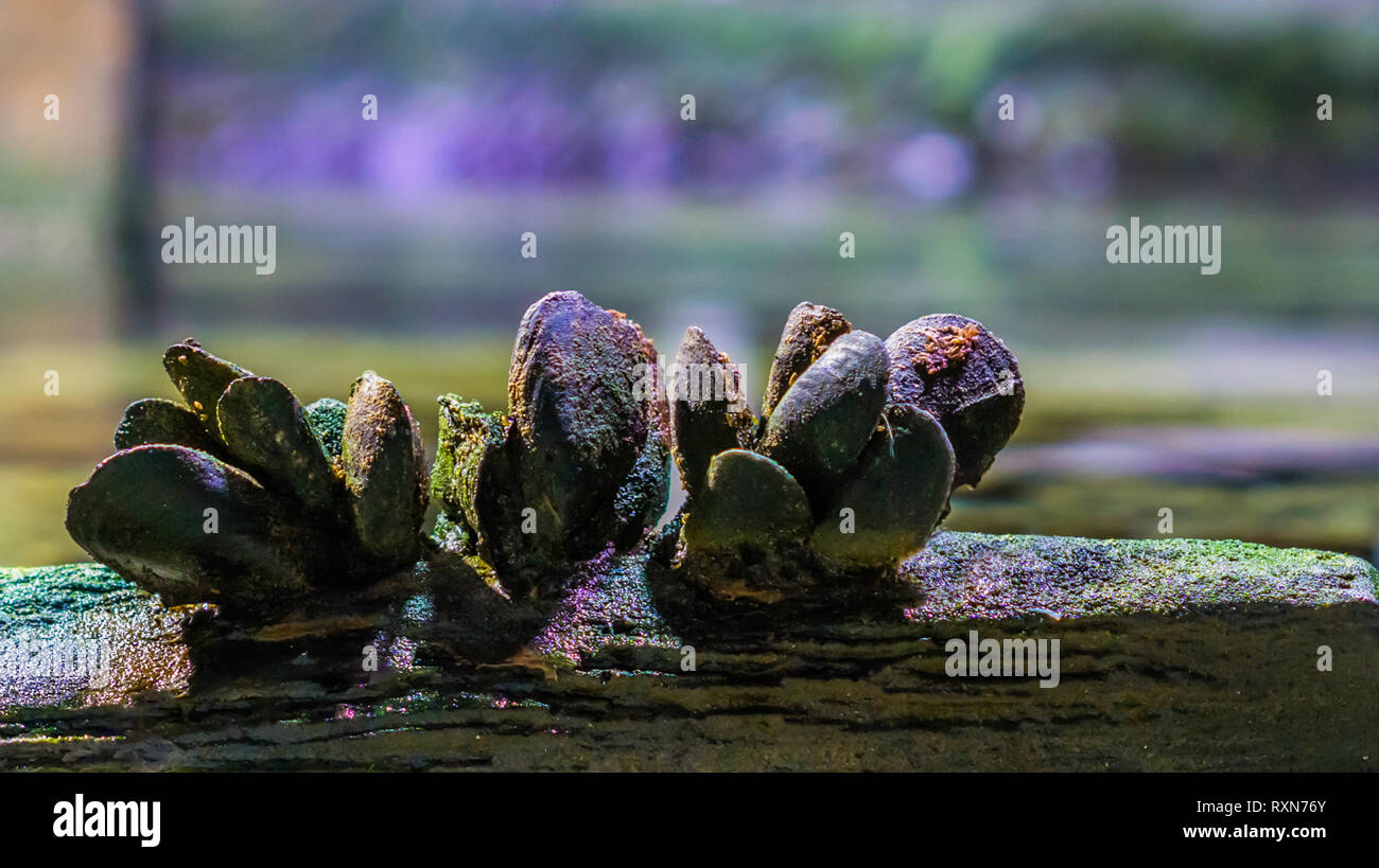 group of common mussels together in closeup on a wooden bar, nature at ...
