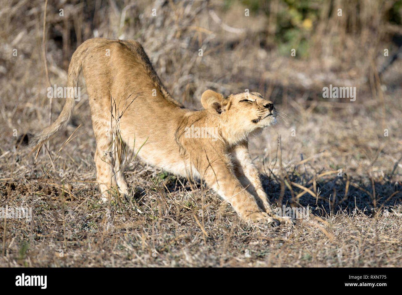 Drinking lion in morning hi-res stock photography and images - Alamy