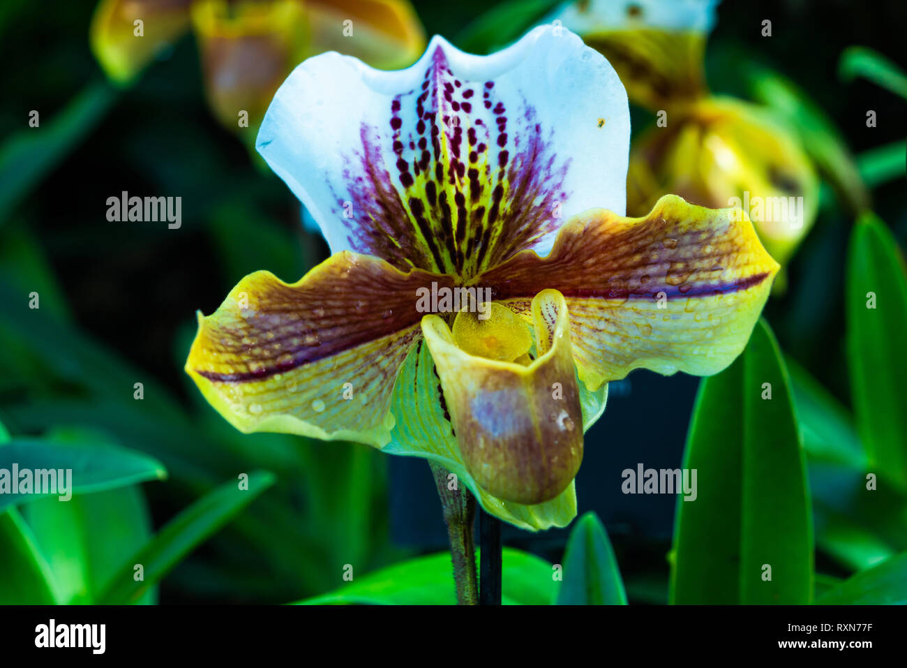 Lady Slipper Orchid (Scientific name - Cypripedioideae) - closeup with ...