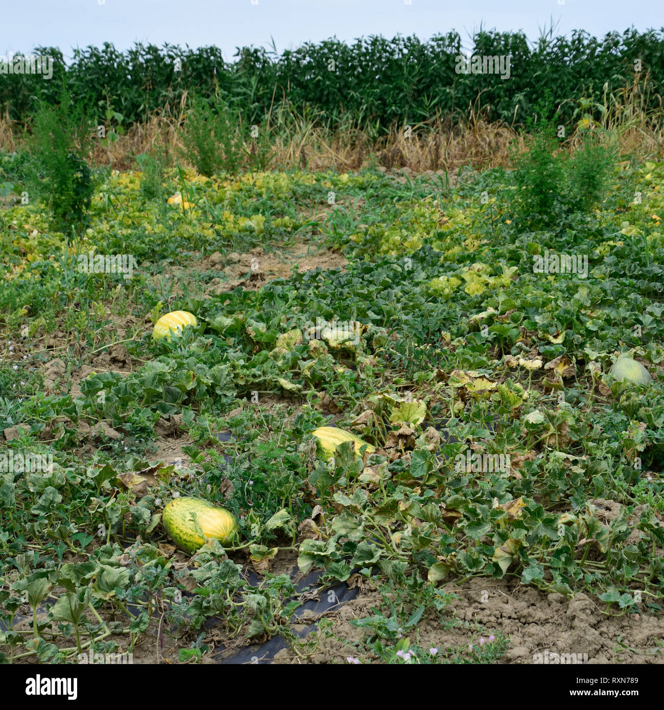 The bed of melons and watermelons in the garden. Growing melons Stock ...