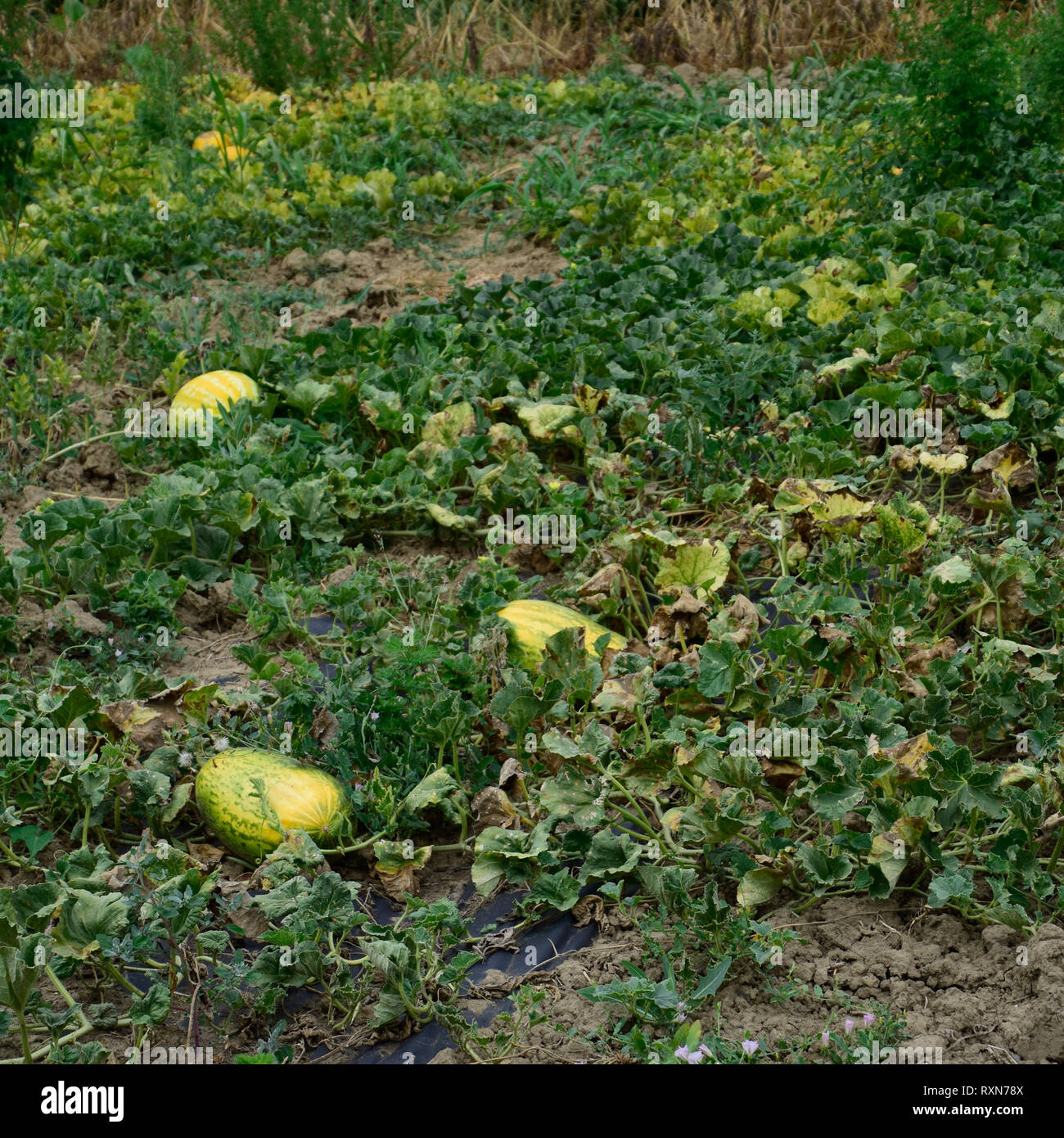 The bed of melons and watermelons in the garden. Growing melons Stock ...
