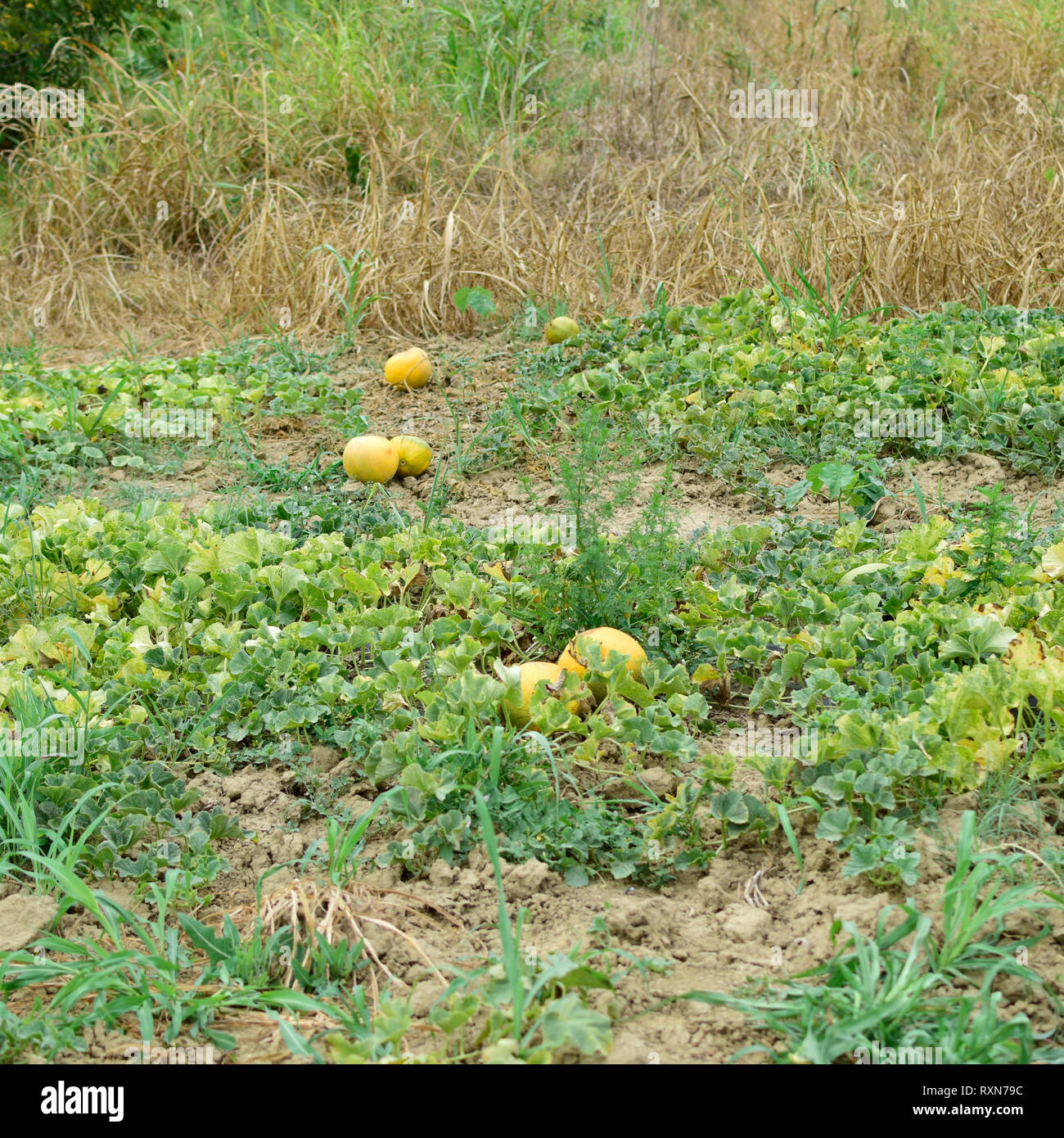 The bed of melons and watermelons in the garden. Growing melons Stock ...
