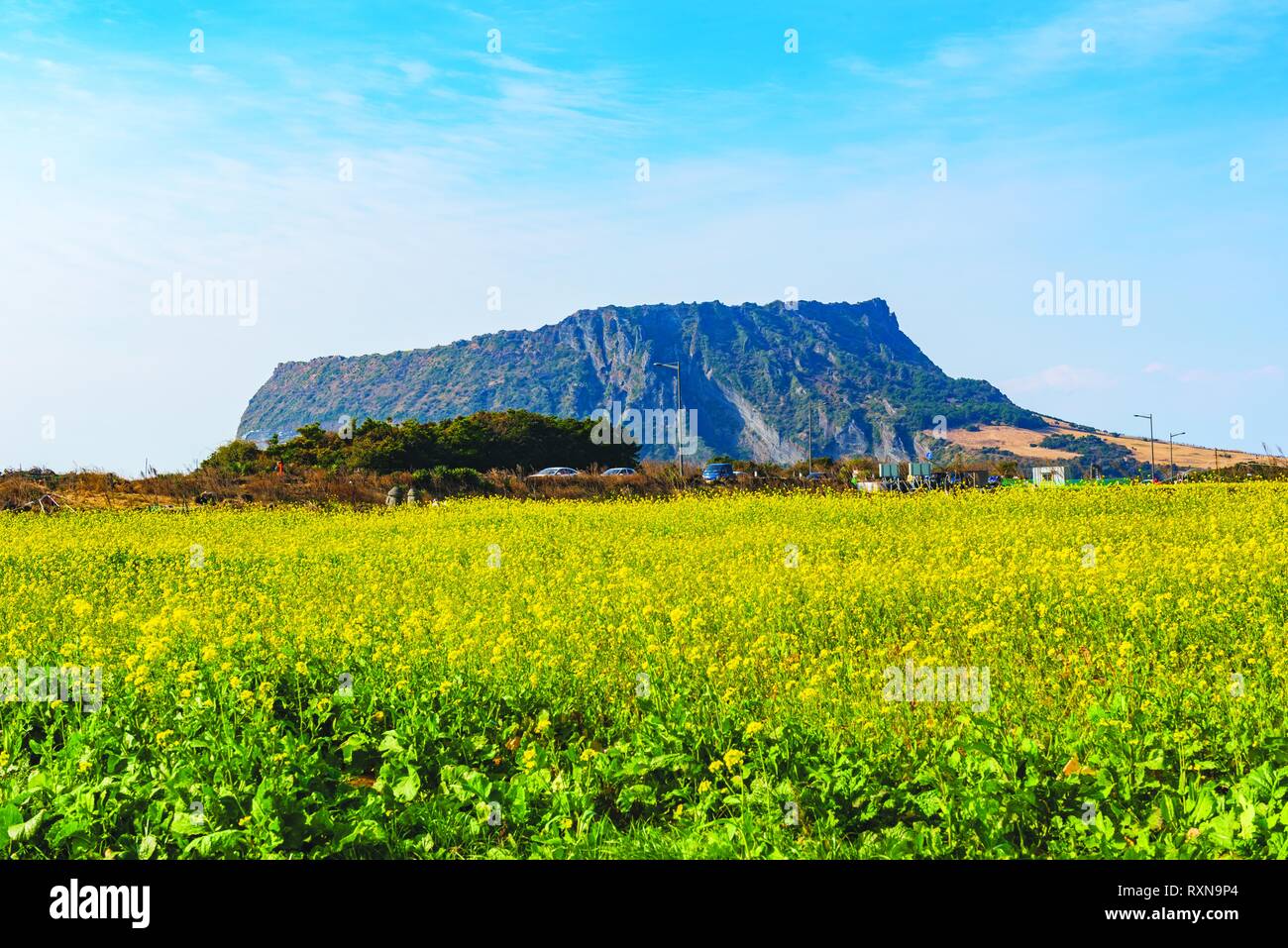 Canola field at Seongsan Ilchulbong, Jeju Island, South Korea Stock ...