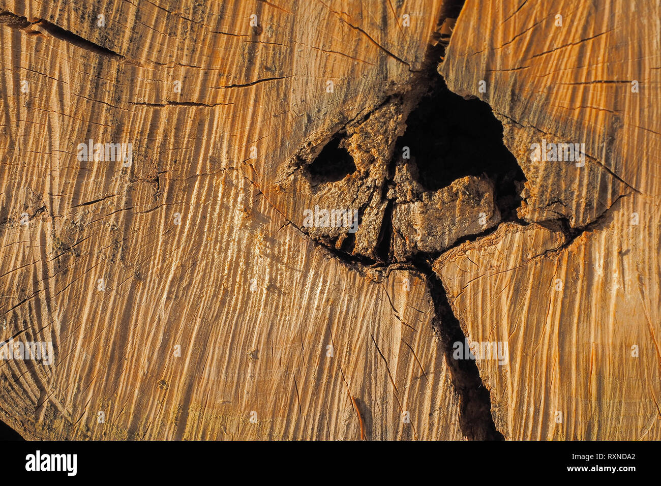 Rot in beech (Fagus sylvatica) wood Stock Photo - Alamy