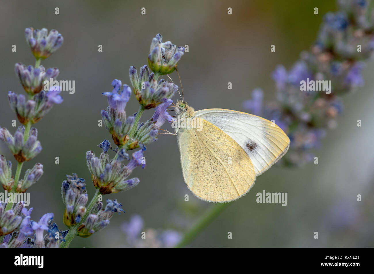 Beautiful Leptidea sinapis butterfly on lavender angustifolia ...