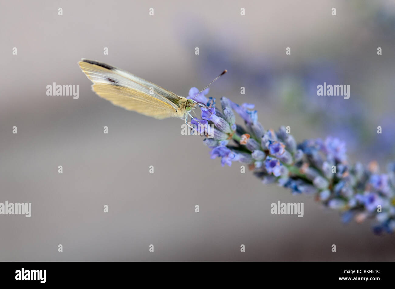 Beautiful Leptidea sinapis butterfly on lavender angustifolia ...