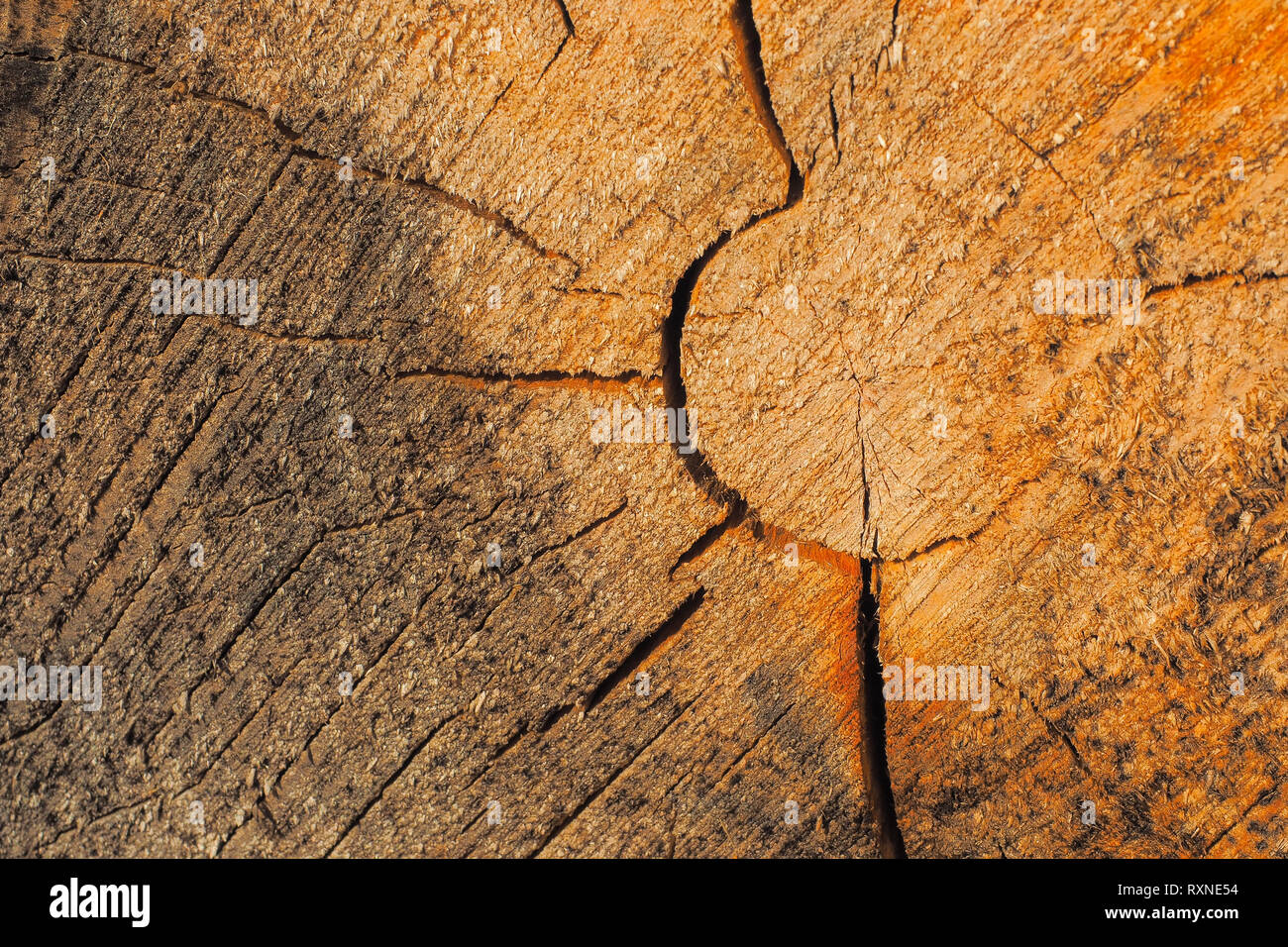 Willow (salix) wood Stock Photo - Alamy