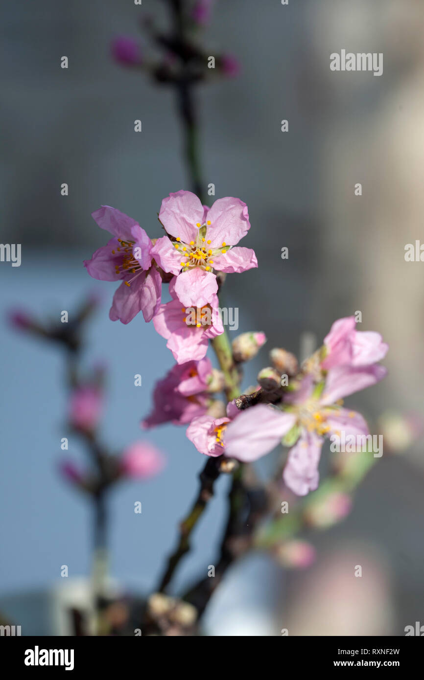 Pink blossom almond tree Stock Photo - Alamy