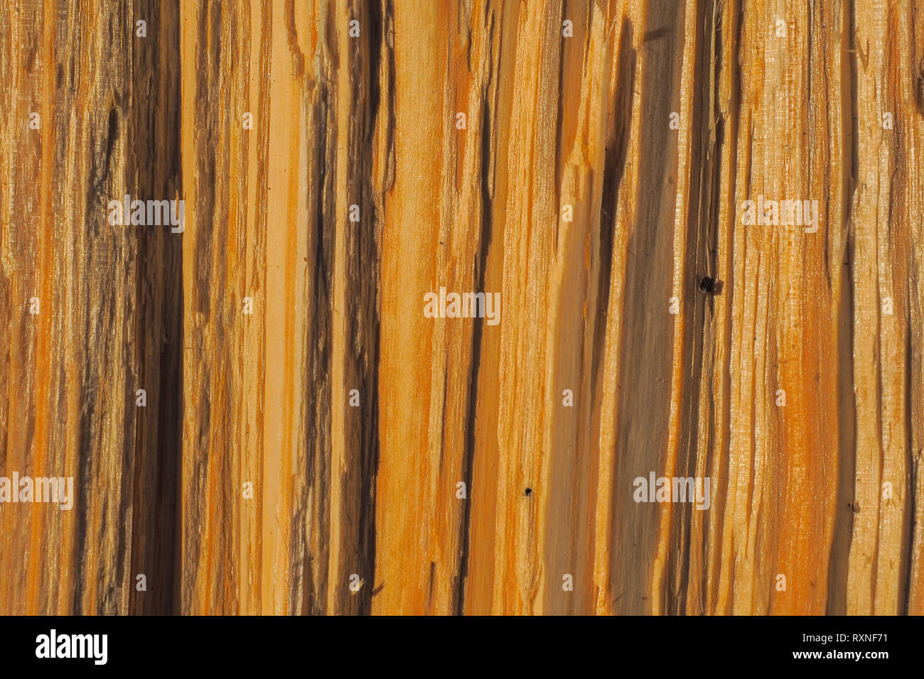 Beautiful patterns on old birch (Betula pendula) wood Stock Photo - Alamy