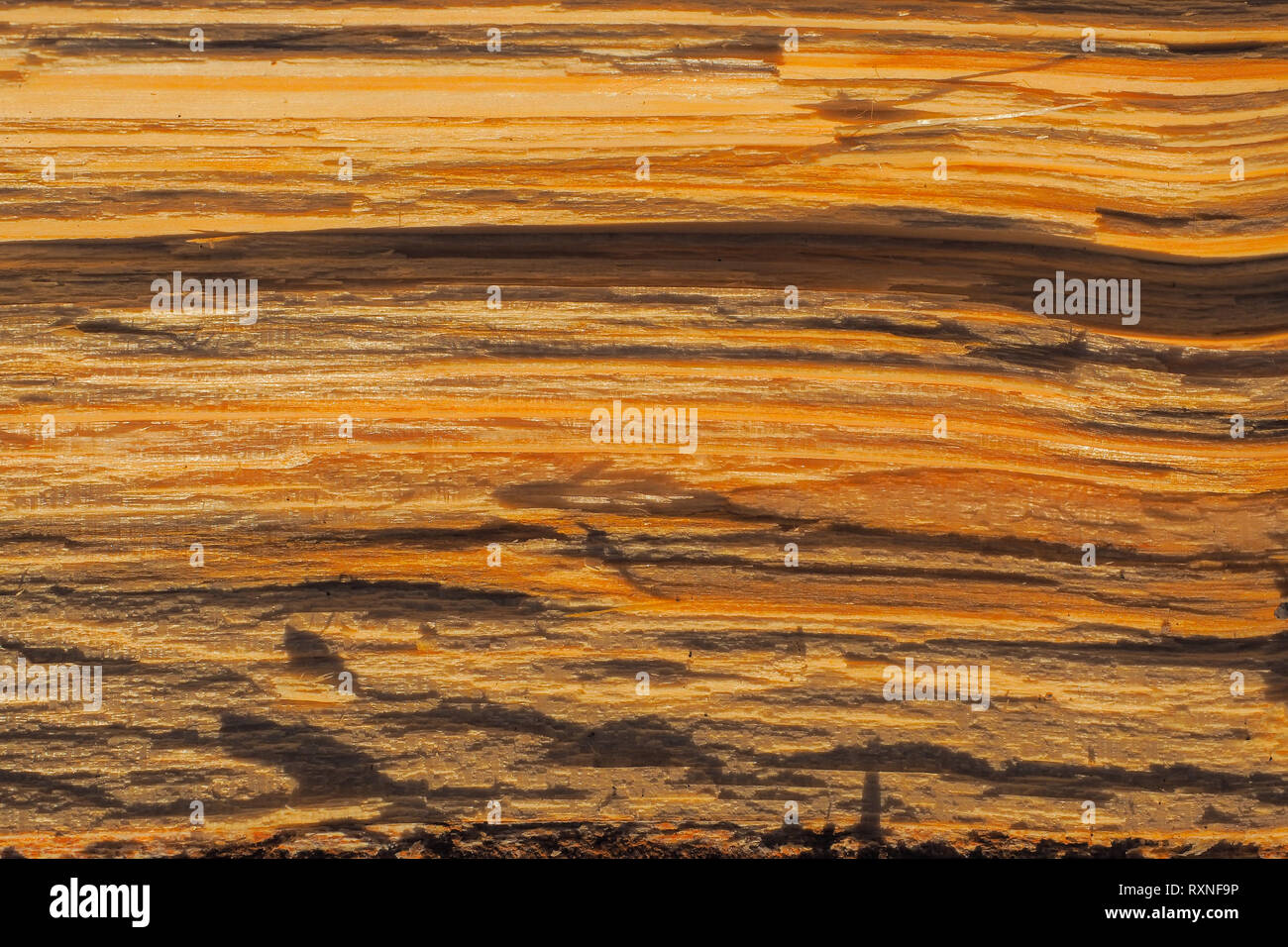 Beautiful patterns on old birch (Betula pendula) wood Stock Photo - Alamy
