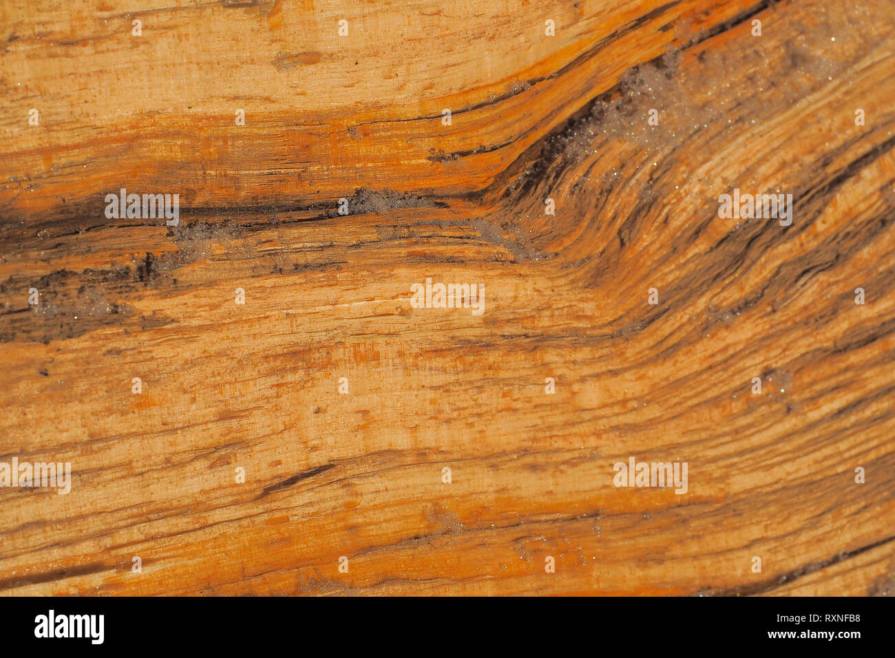 Beautiful annual hi-res stock photography and images - Alamy