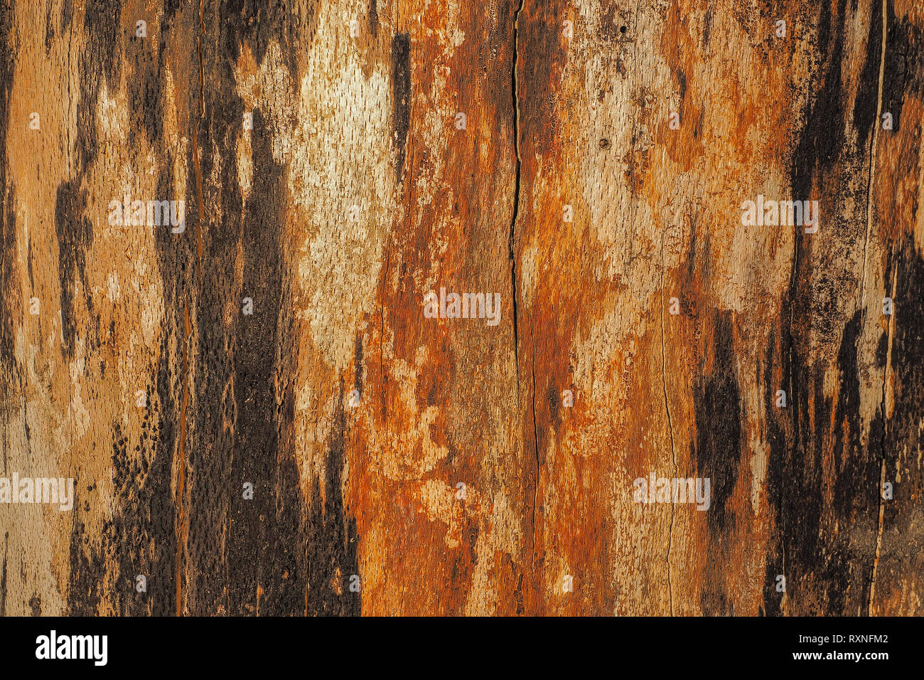 Amazing background from old beech wood Stock Photo - Alamy