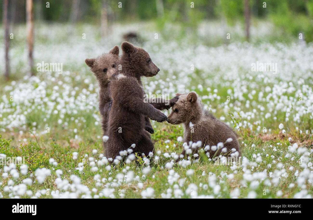 Brown bear cubs playing on the field among white flowers. Bear Cubs ...
