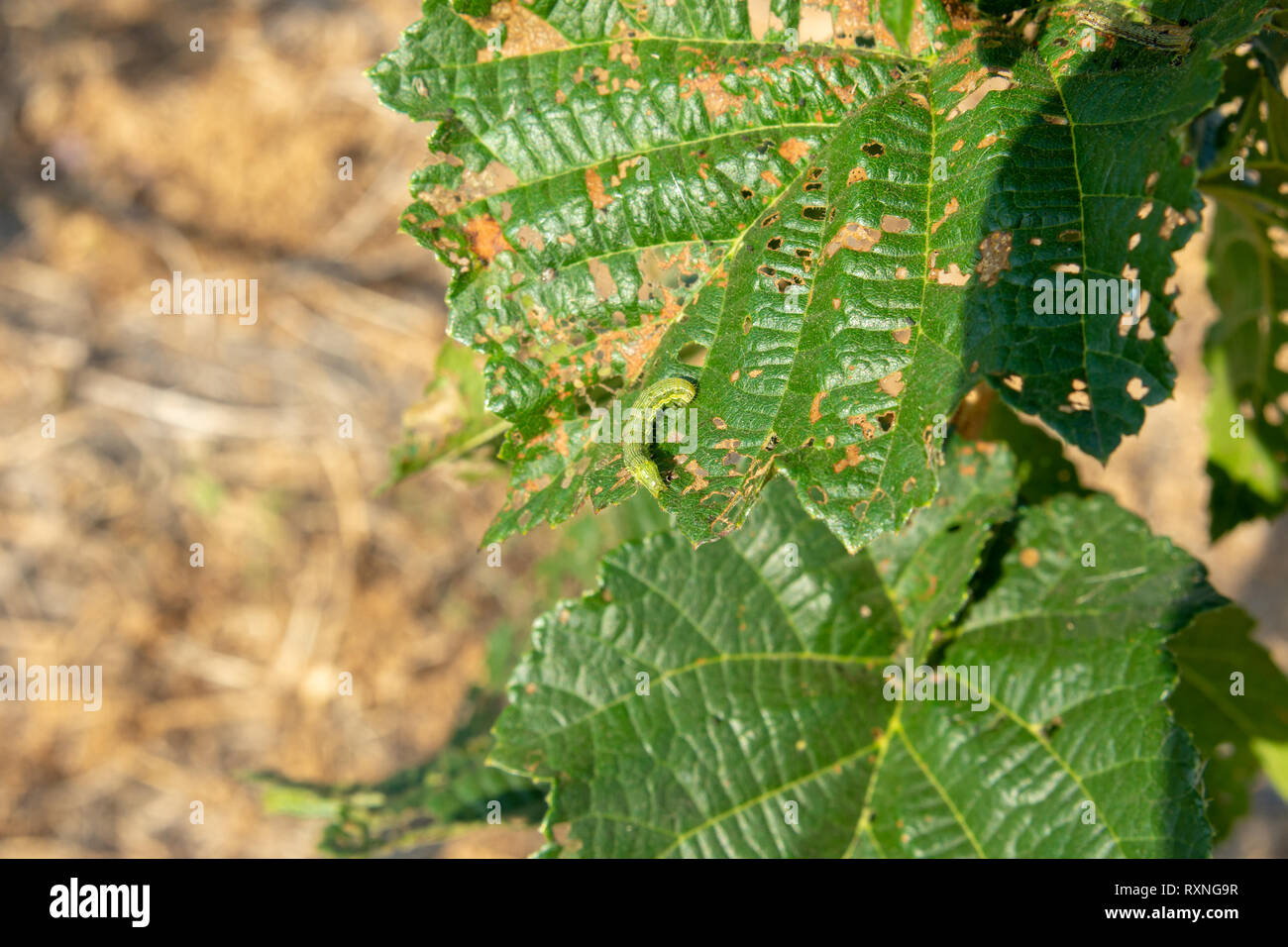 Diseases and pests of nuts and leaves of hazelnut bushes close-up ...