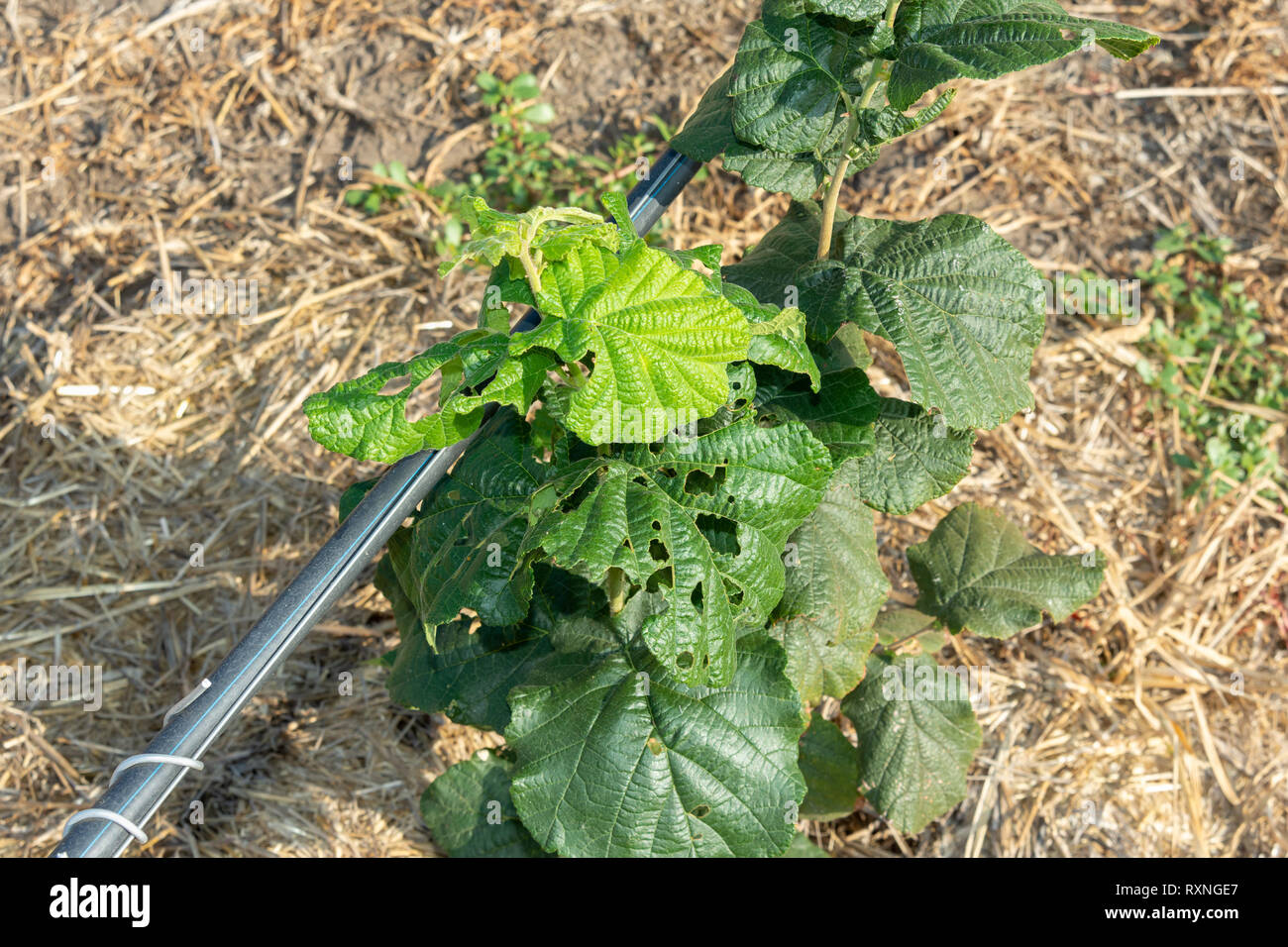 Damaged nut garden diseases. Closeup of hazelnut leaves with ...