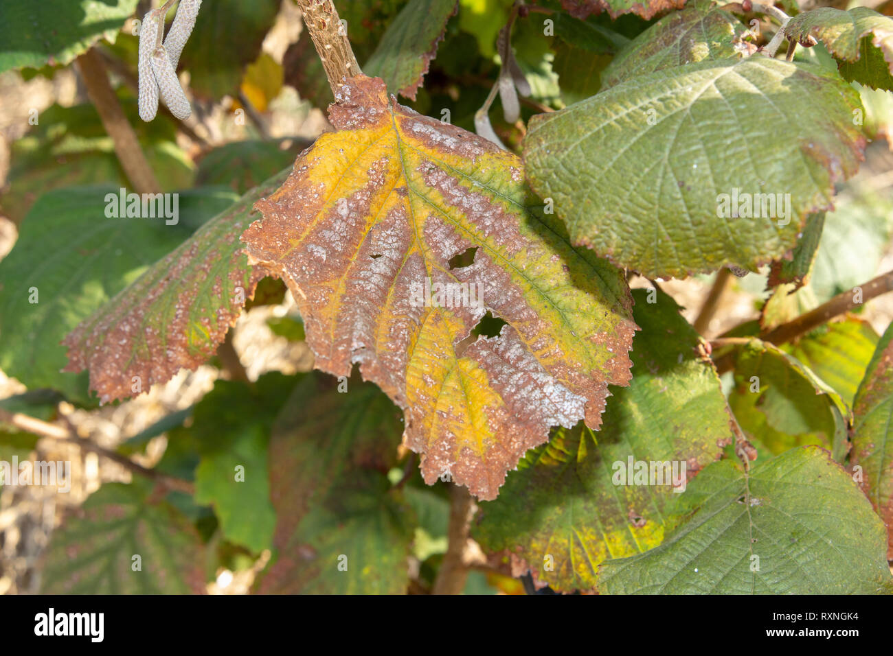 Diseases and pests of nuts and leaves of hazelnut bushes close-up ...
