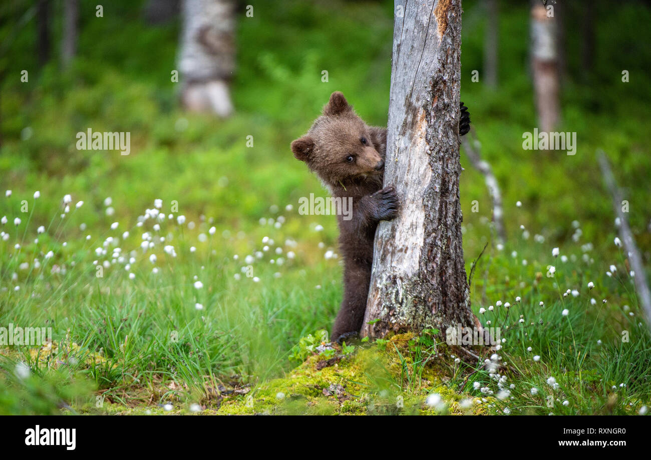 Bear cub up on its hind legs. Bear Cub of Brown bear in the summer ...