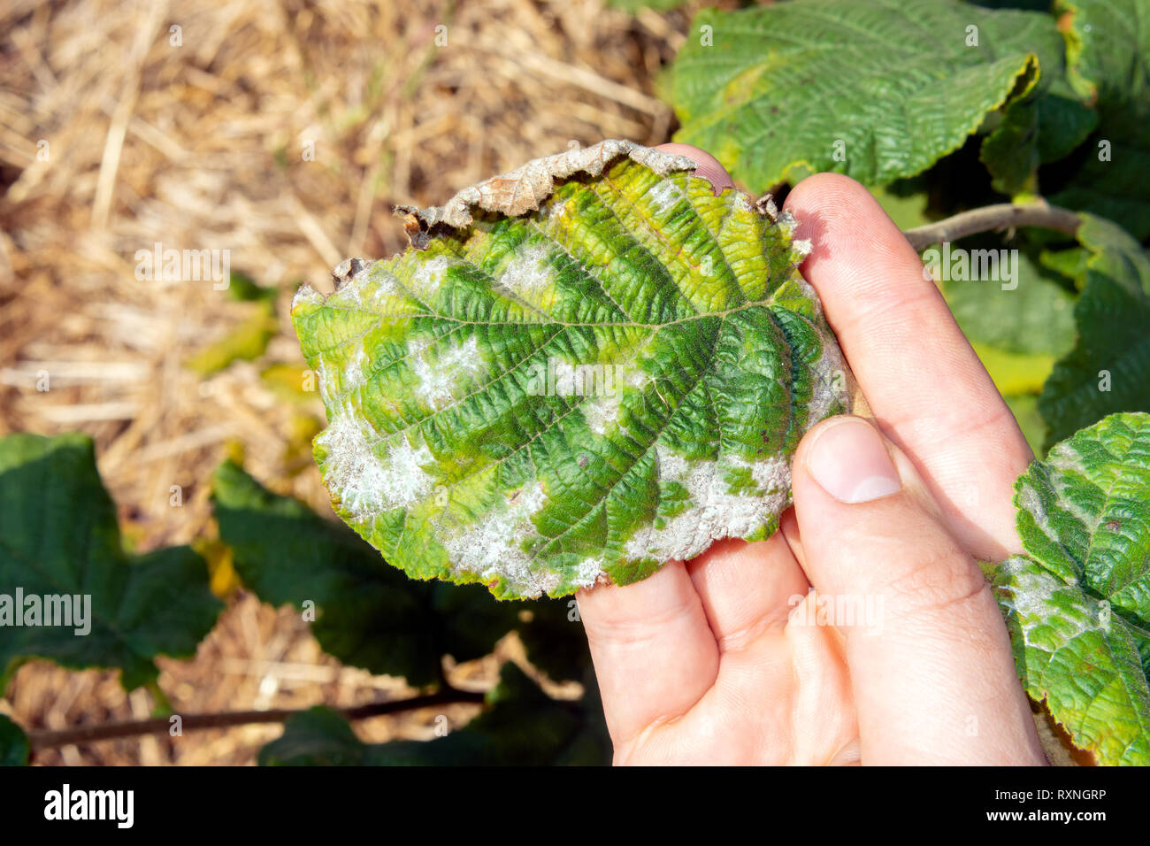 larvae caterpillar eats hazelnut nut leaves close-up macro. Walnut ...