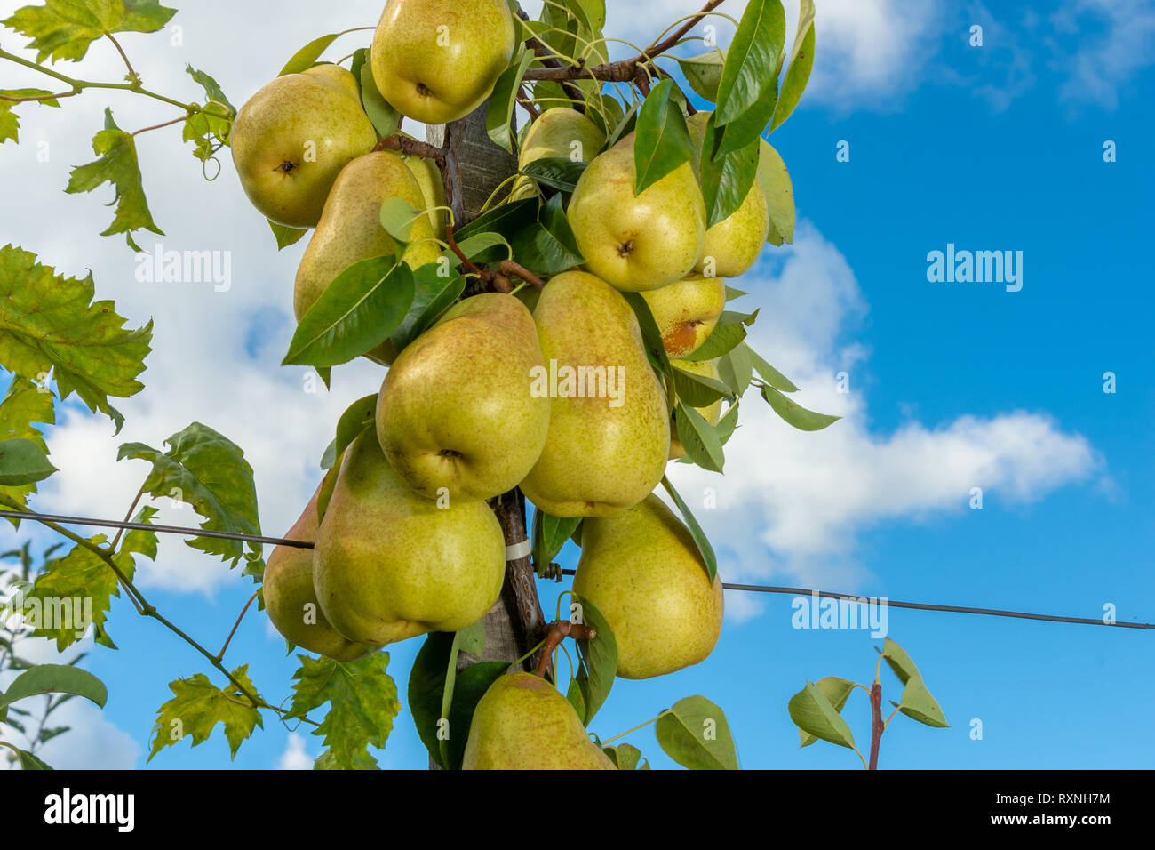 ripe fruit of pears hang on a tree branch close-up macro. Harvesting in ...