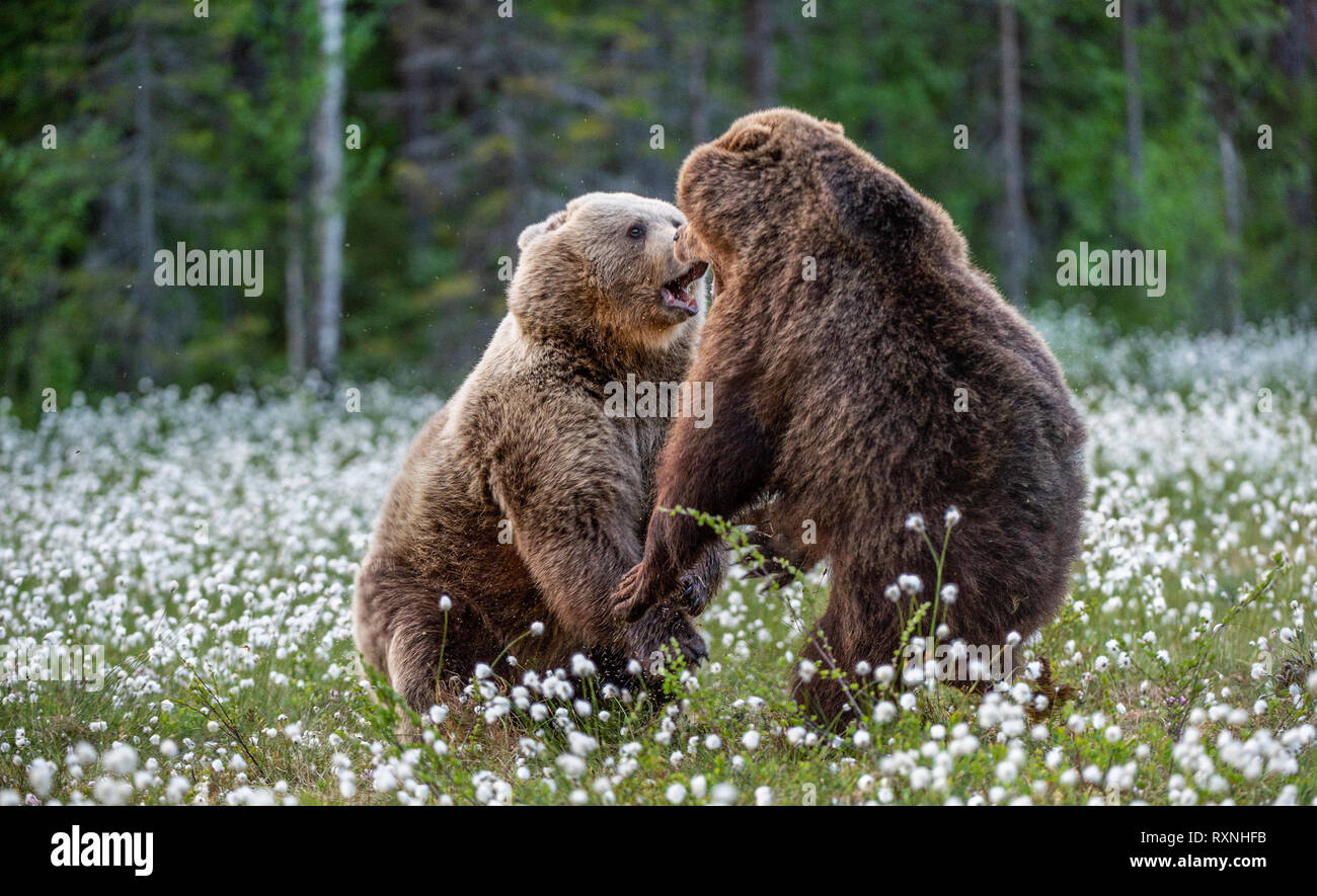 Two bears fighting in summer forest, among white flowers. Scientific ...