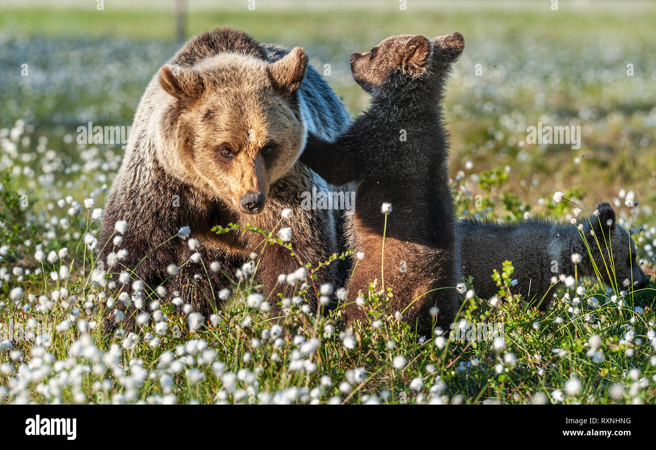She-bear and bear-cubs of Brown Bear in the forest at summer time among ...