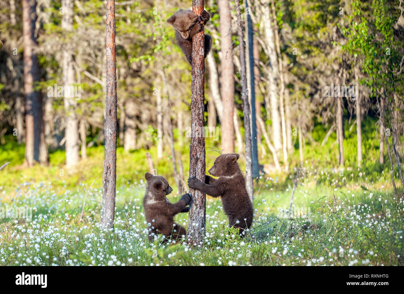 Cub of Brown bear climb on the tree.The bear cub climbing on the tree ...