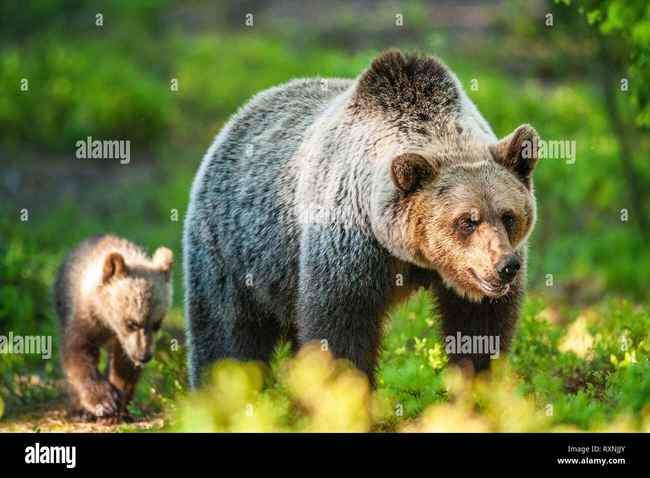 She-bear and bear-cubs of Brown Bear in the forest at summer time ...