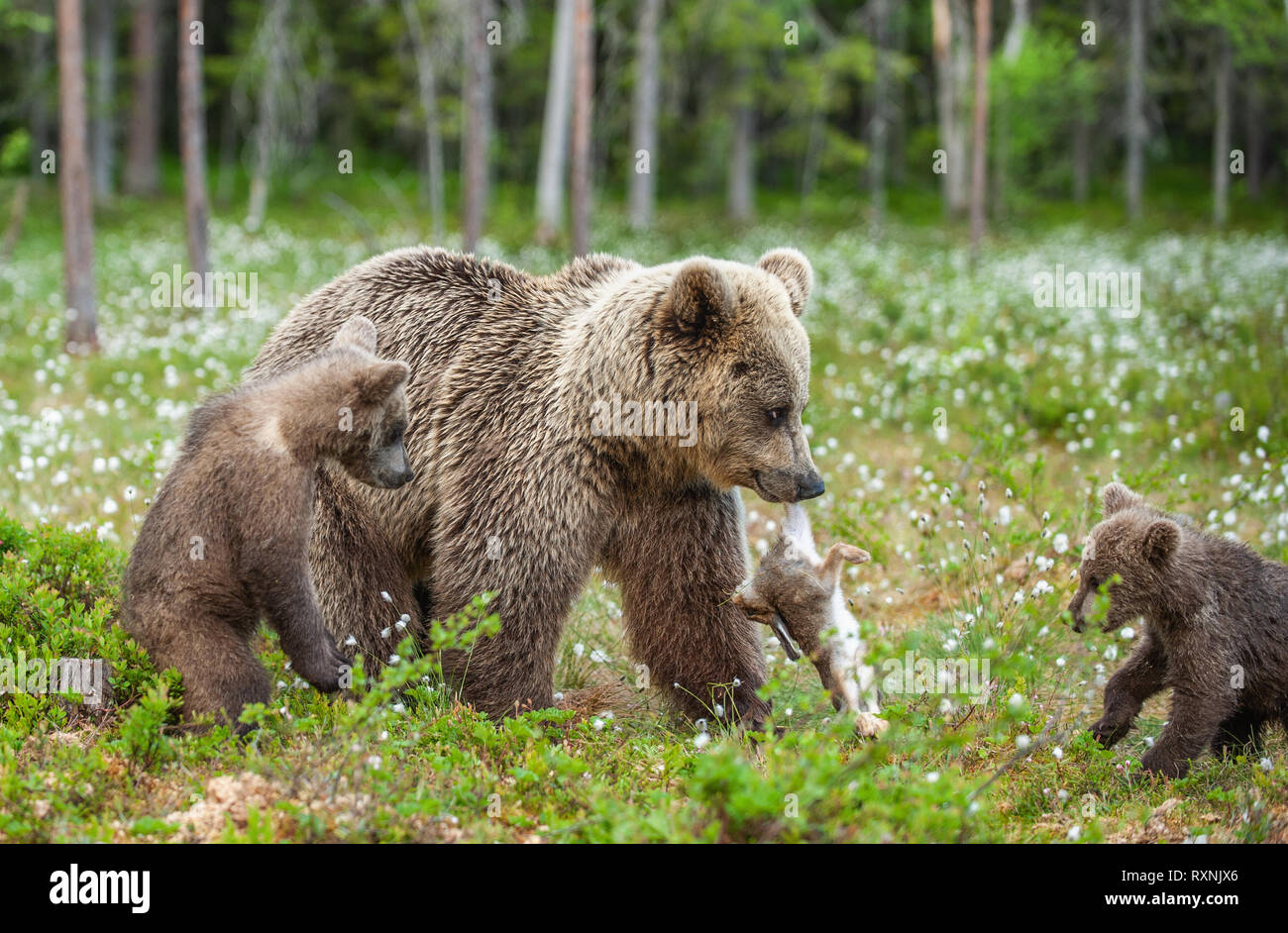 Brown bear with rabbit. Cubs and She-bear of brown bear with prey. The ...