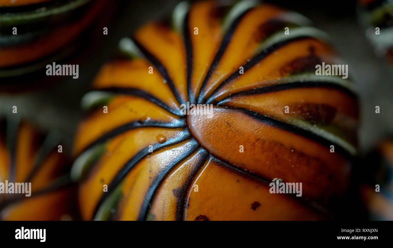Giant pill millipede hi-res stock photography and images - Alamy