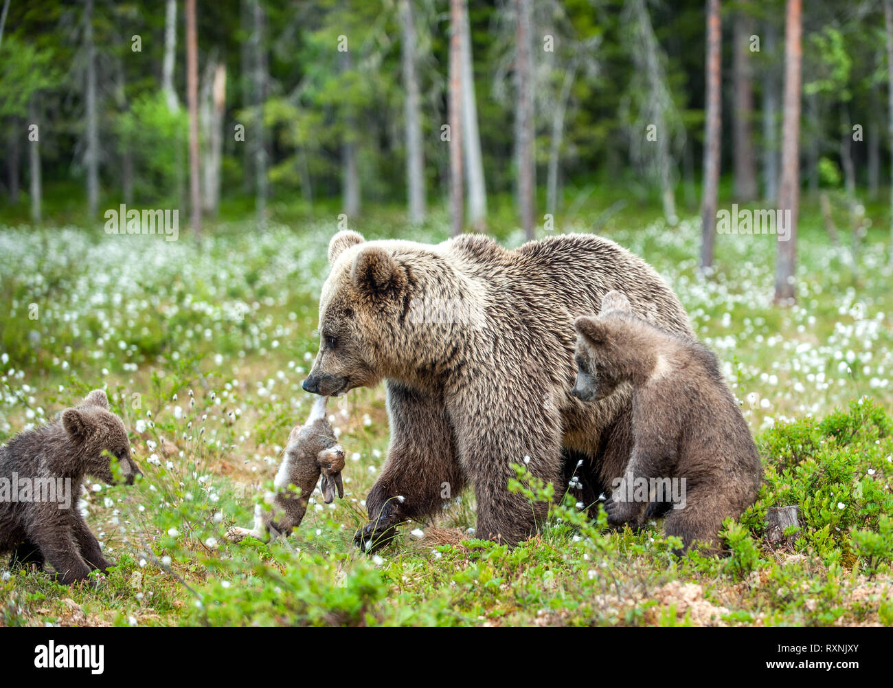 Brown bear with rabbit. Cubs and She-bear of brown bear with prey. The ...