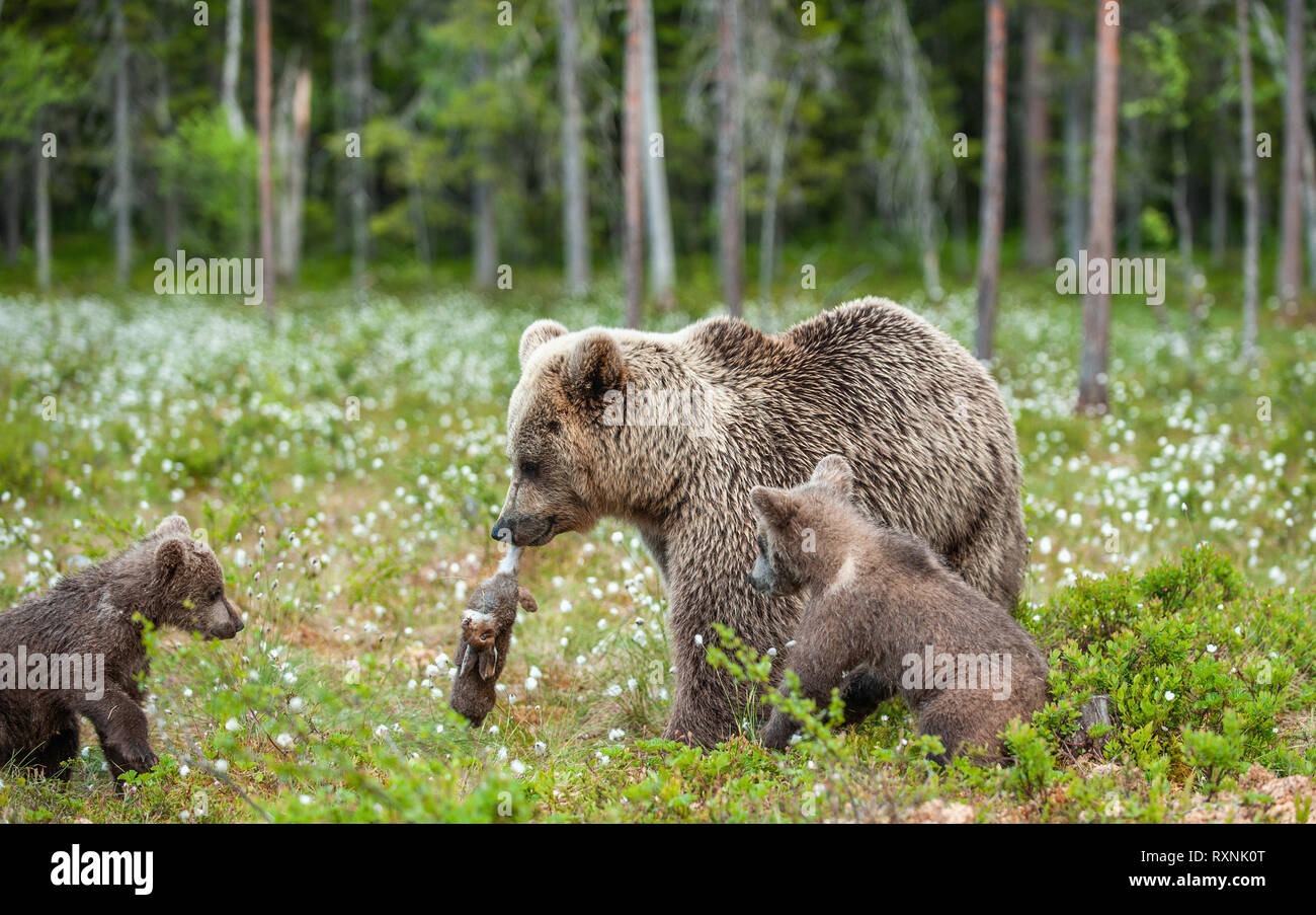 Brown bear with rabbit. Cubs and She-bear of brown bear with prey. The ...