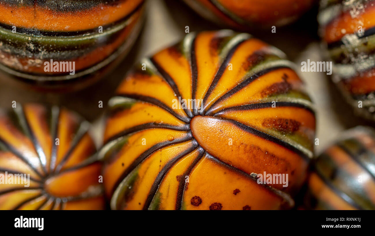 Giant isopod hi-res stock photography and images - Alamy
