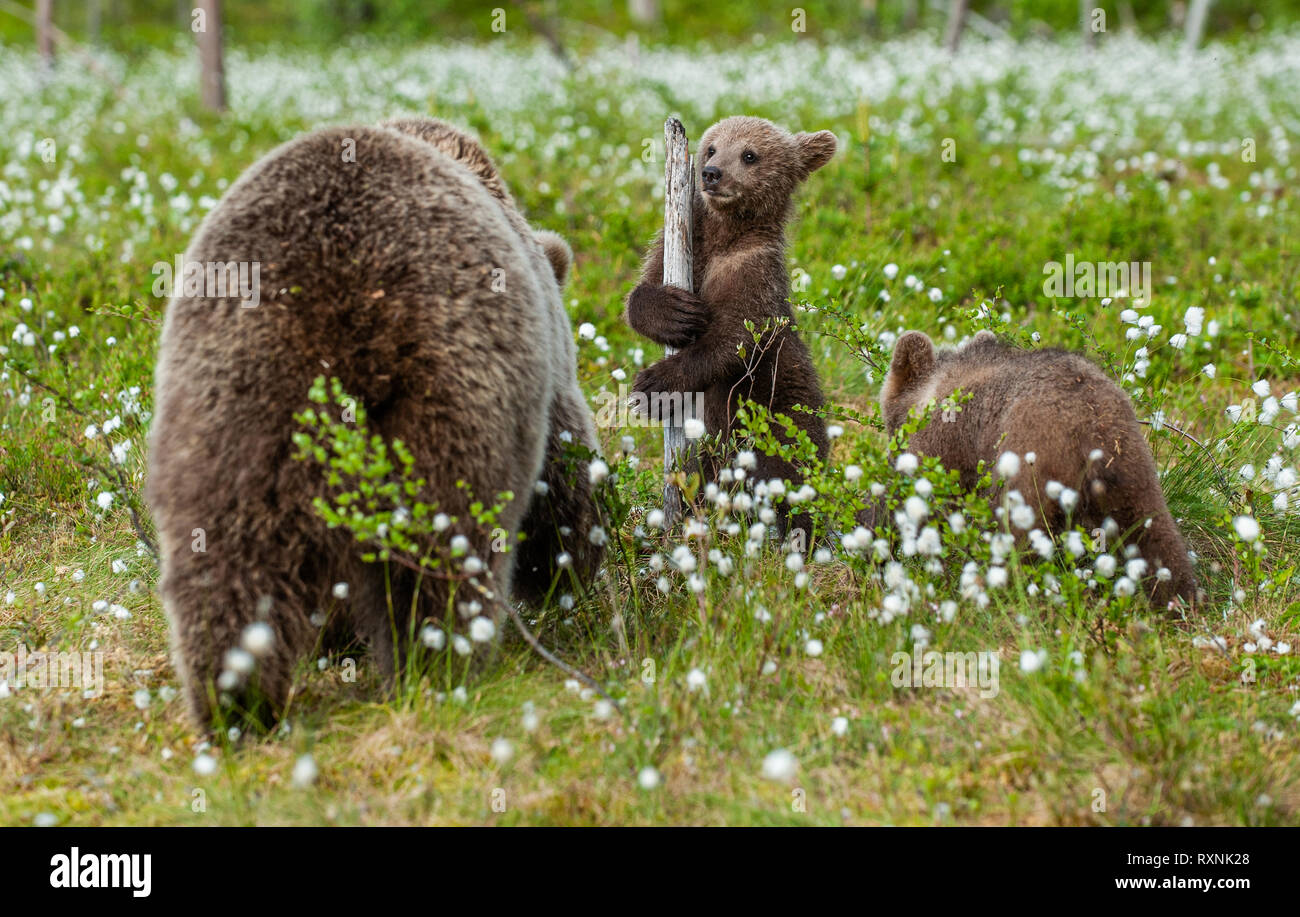 She-bear and bear-cubs of Brown Bear in the forest at summer time ...