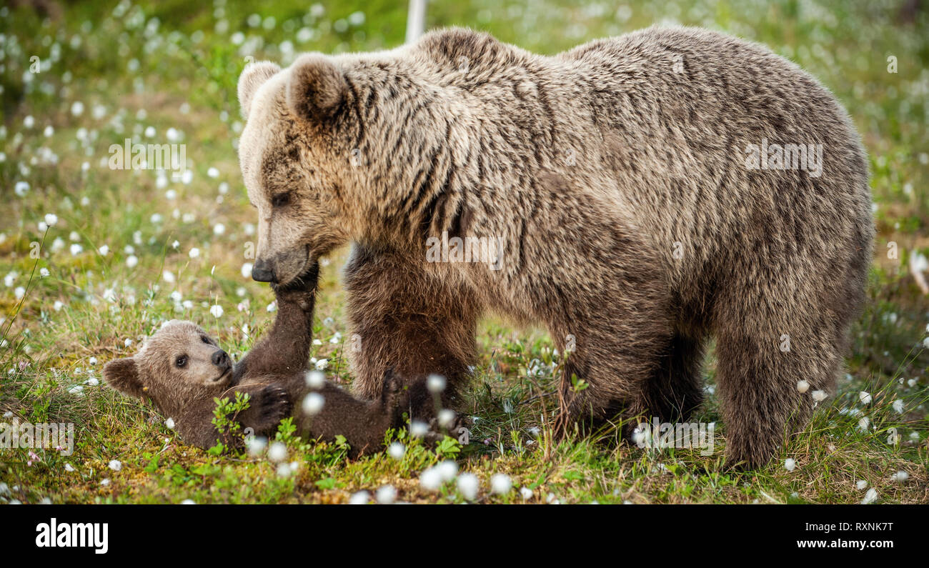 She-bear and bear-cubs of Brown Bear in the forest at summer time ...