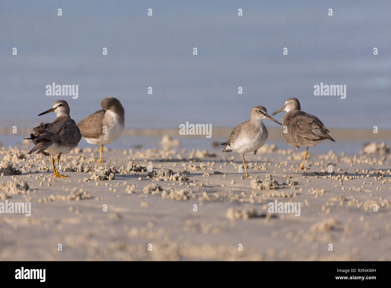 Sandpiper birds at the seashore feathering and foraging in a peaceful ...