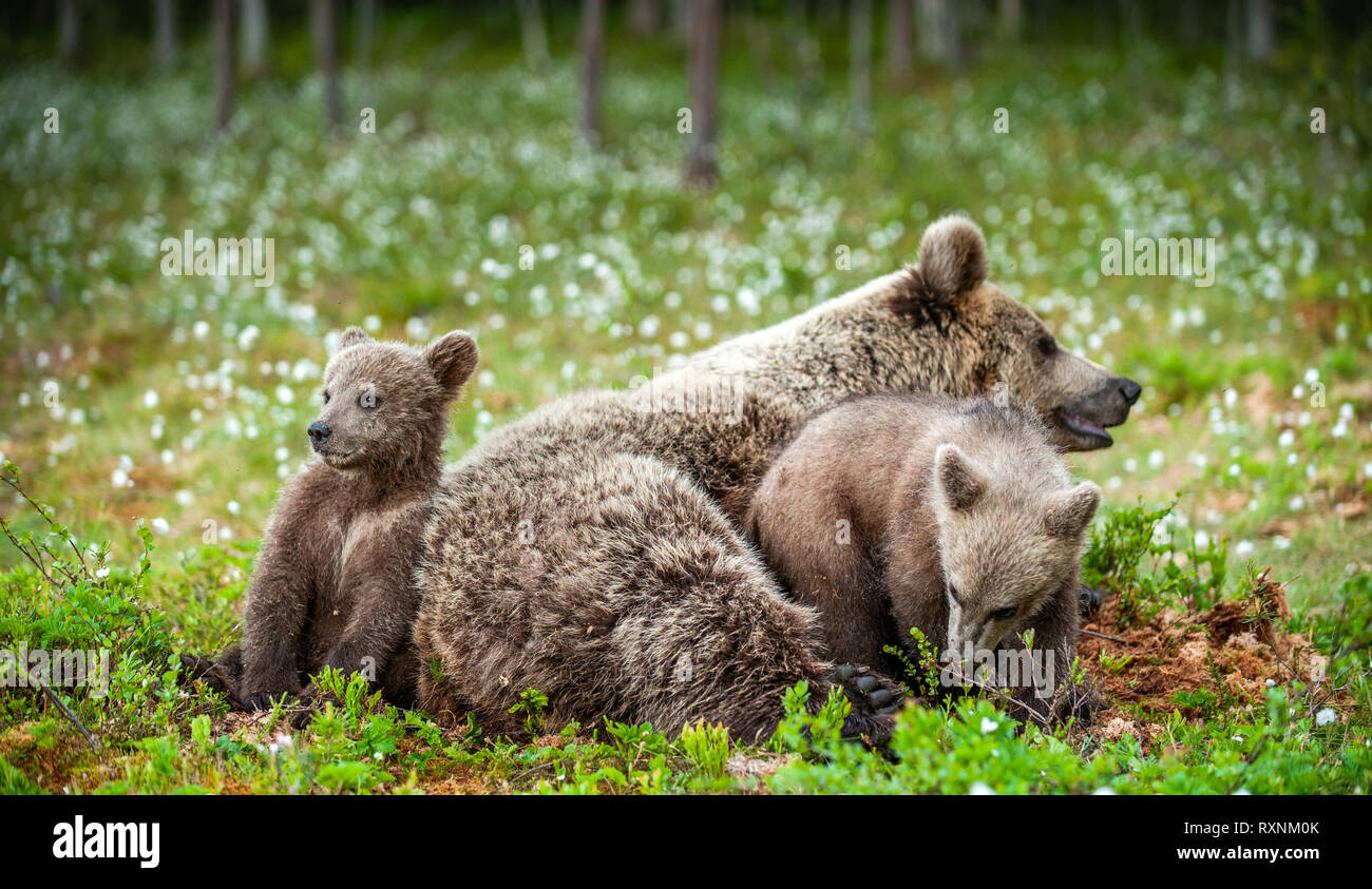 She-bear and bear-cubs of Brown Bear in the forest at summer time ...