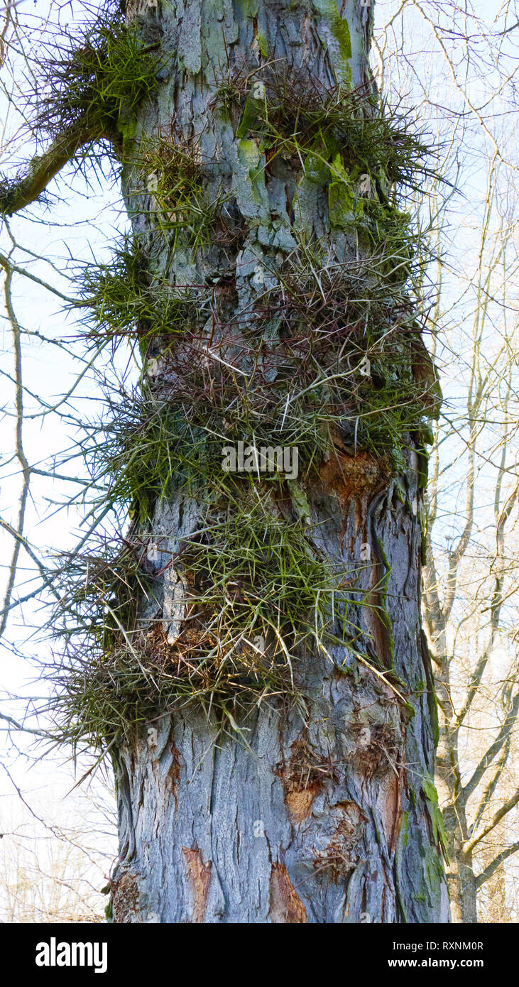 Pflanze mit stacheln hi-res stock photography and images - Alamy