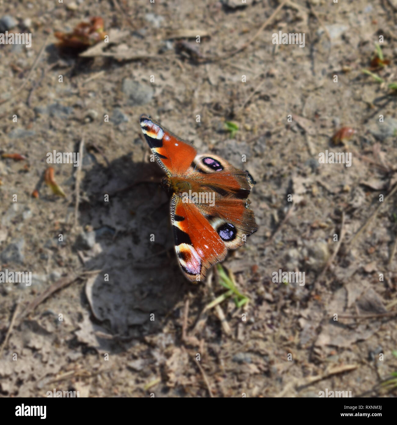 Butterfly on the ground Stock Photo - Alamy