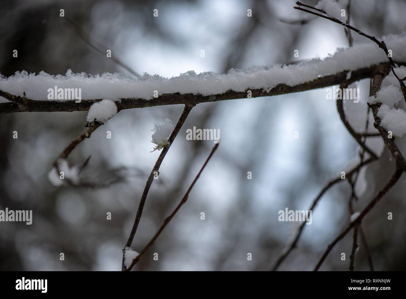 frozen tree branches in winter with blur background Stock Photo - Alamy